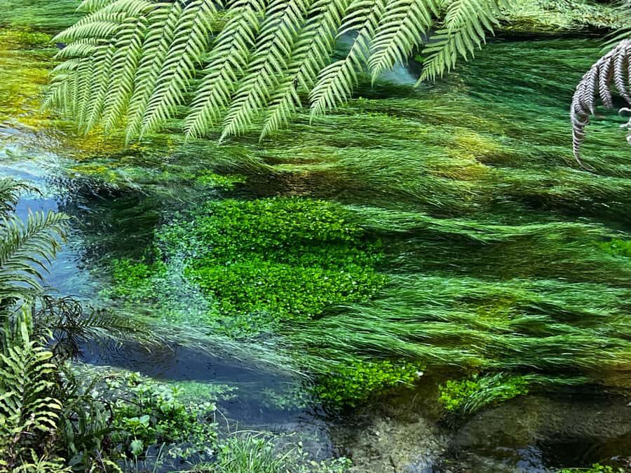 TRIPLE DEAL Wai-O-Tapu, Redwood & Blue Spring from Auckland - Starting the Day: From Auckland to Rotorua’s Geothermal Marvels