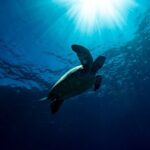 Try Scuba Diving at Cook Island  Guided Ocean Dive with Turtles - An In-Depth Look at the Experience
