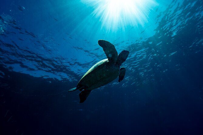 Try Scuba Diving at Cook Island  Guided Ocean Dive with Turtles - An In-Depth Look at the Experience