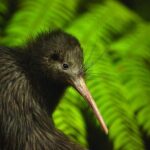 Twilight Wild Kiwi Bird Encounter Private Tour - The Transport and Timing