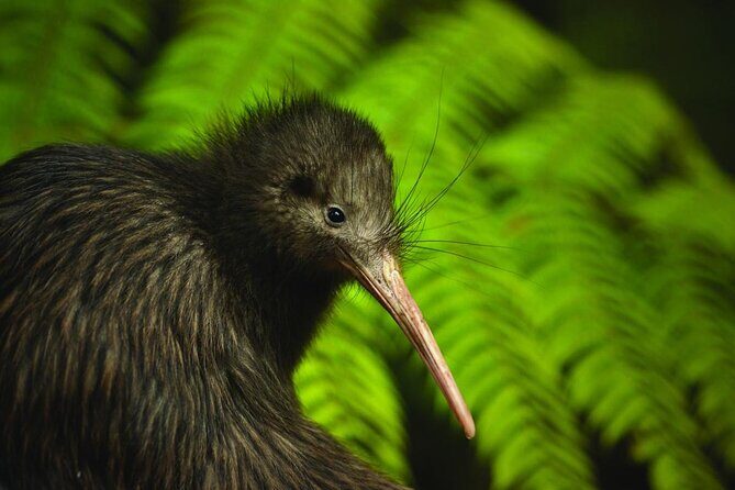 Twilight Wild Kiwi Bird Encounter Private Tour - The Transport and Timing