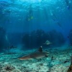 Ultimate Encounters Package - 2 Days | 1 Night - Authentic Experiences and Insider Details