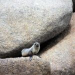 Victor Harbor: Seal Island Cruise - Who Will Love This Experience?