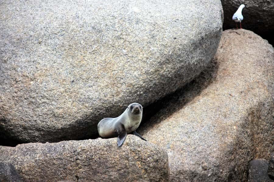 Victor Harbor: Seal Island Cruise - Who Will Love This Experience?