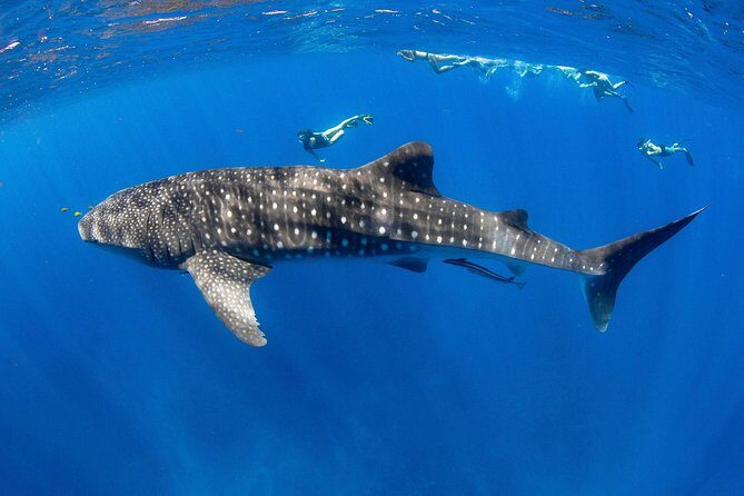 VIP luxury chartered escapes, exploring the reef at your own pace - Itinerary Breakdown and Experience Highlights