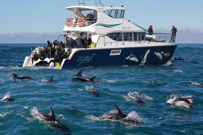 Visit Kaikura from Christchurch (small group Tour) - The Iconic Kaikoura Peninsula Walkway