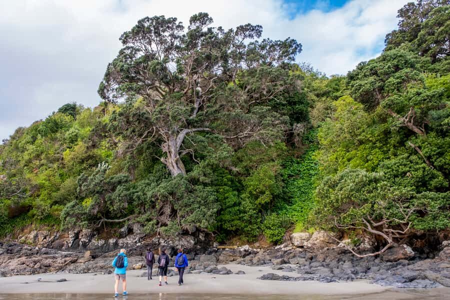 Waiheke Island: Forest and Beach Premium Guided Walk - The Impact of a Knowledgeable Guide