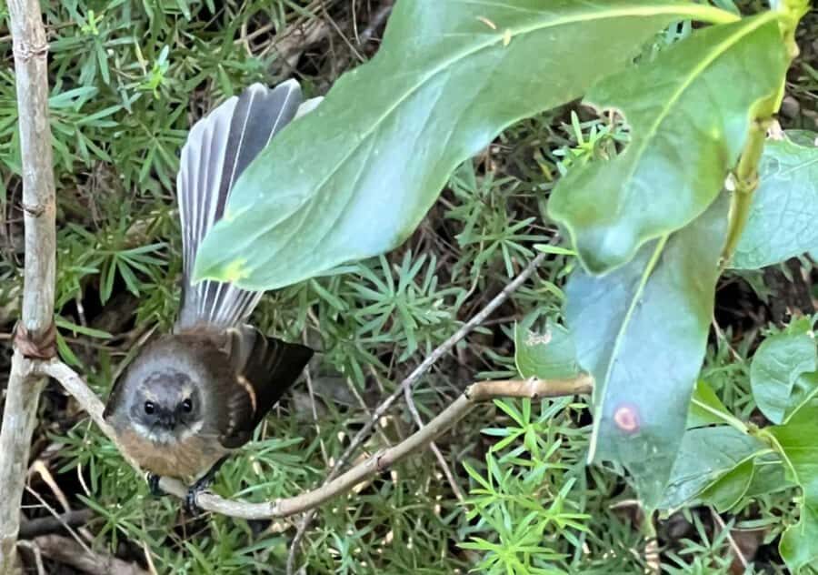 Waiheke Island: Private Birding Tour | Terra & Tide - Who Will Love This Tour?