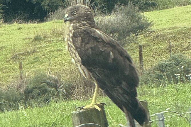 Waiheke Island Private Birding Tour - Authentic insights from previous reviews