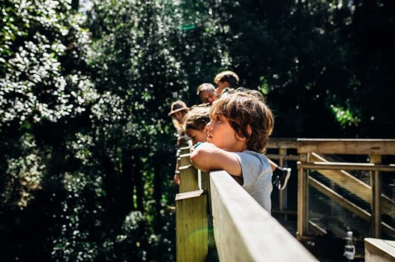 Waikato: Ancient Forest Guided Tour