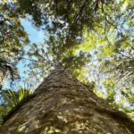 Waipoua Forest: Tane Mahuta & Kauri Museum from Auckland - Why This Tour Offers Great Value