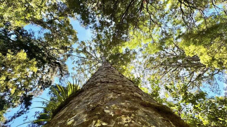 Waipoua Forest: Tane Mahuta & Kauri Museum from Auckland - Why This Tour Offers Great Value