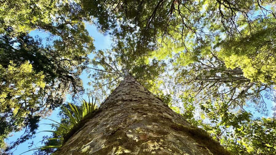 Waipoua Forest: Tane Mahuta & Kauri Museum from Auckland - Why This Tour Offers Great Value