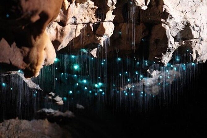 Waitomo Spellbound Glowworm Caves Small Group Tour from Auckland - Authentic Insights from Travelers