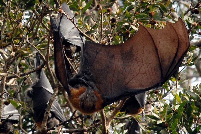 Walking with Sydney Flying Foxes (Fruit Bats) - Why This Tour Is a Great Choice