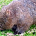Walking with Wild Wombats Private Day Trip from Sydney - FAQs