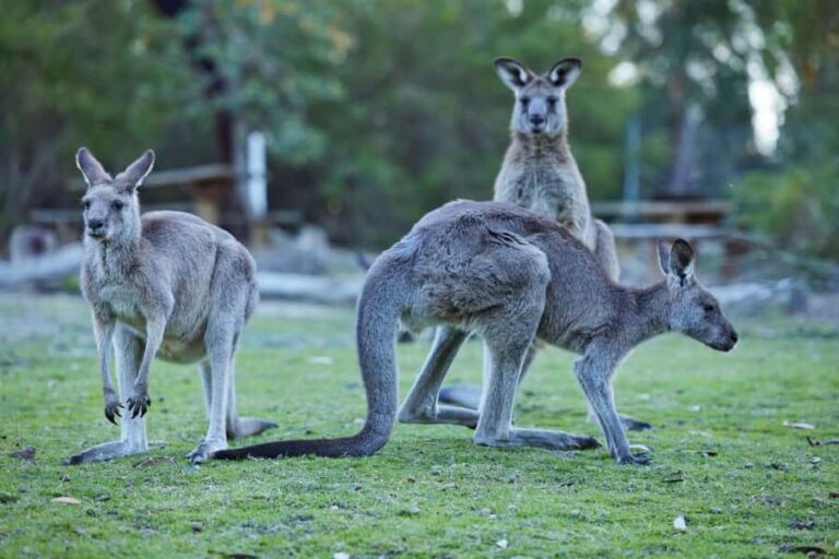 Wallabies and Wine  Hunter Valley Adventure Private Tour - Who Will Love This Tour?
