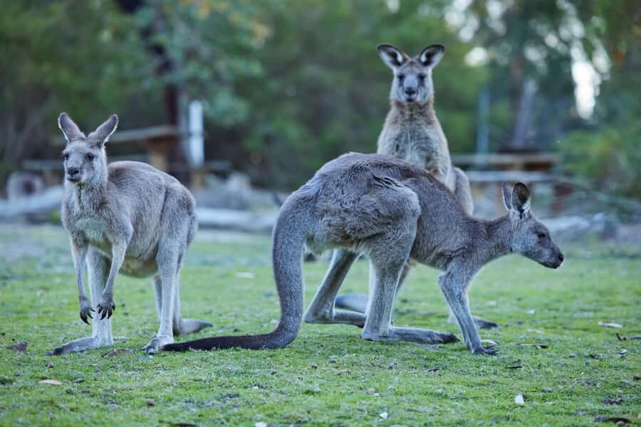 Wallabies and Wine Hunter Valley Adventure Private Tour - Who Will Love This Tour?