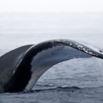 Watch and Swim with Humpback Whales in Moorea - Swimming with the Whales