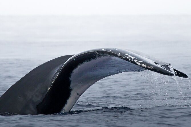 Watch and Swim with Humpback Whales in Moorea - Swimming with the Whales