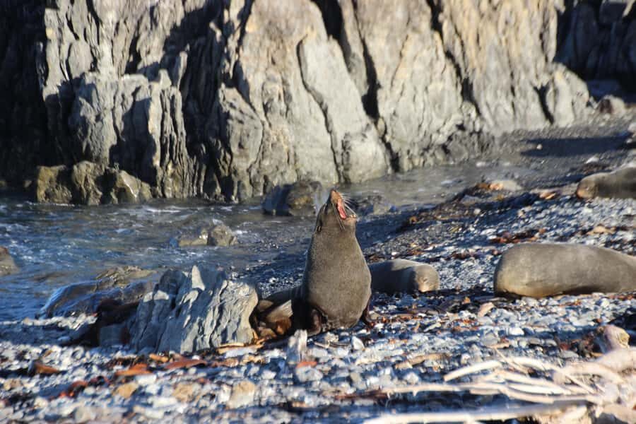 Wellington: Half Day Seal Coast Safari - Exploring the Itinerary: What You Can Expect