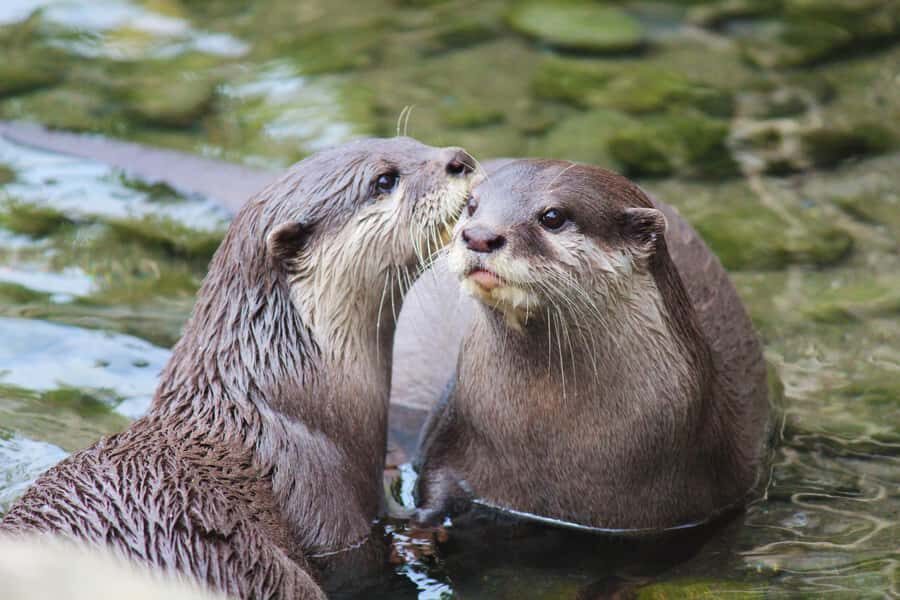 Wellington Zoo General Entry Tickets - Breaking Down the Day at Wellington Zoo