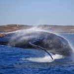 Western Australia: Swim with Humpback Whales - The Details That Matter