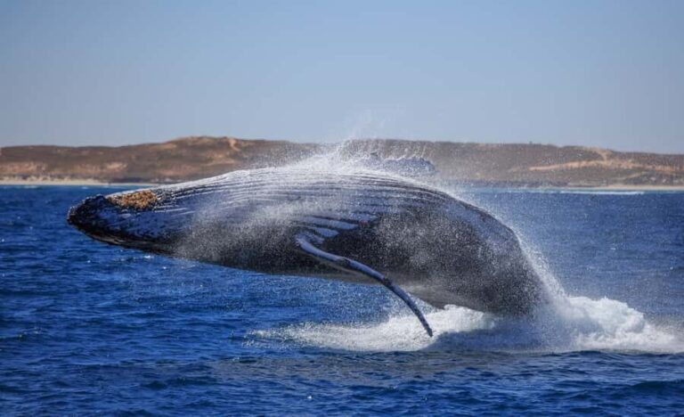 Western Australia: Swim with Humpback Whales - The Details That Matter