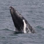 Whale Watching Cruise in New South Wales - The Experience in Detail