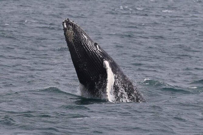 Whale Watching Cruise in New South Wales - The Experience in Detail