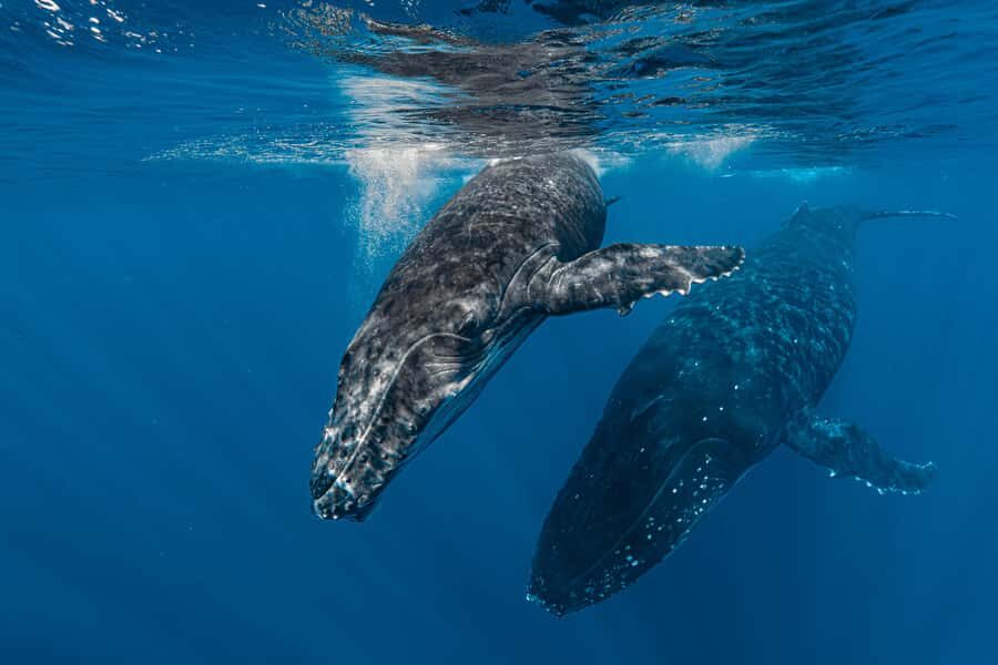 Whale Watching in Moorea  Half-Day Private Tour - Why This Tour Offers Great Value