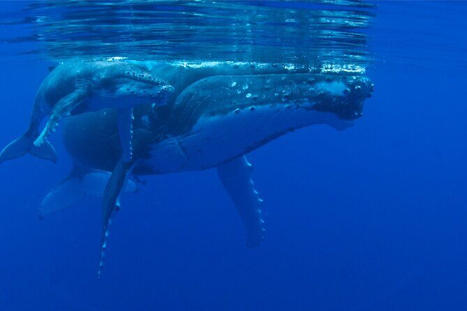 Whale watching in the calm of the peninsula with Ttahi tours - Why Choose This Tour?