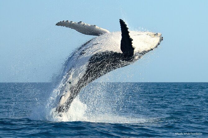 Whale Watching Moorea (non-swimming) - Why Choose This Tour?