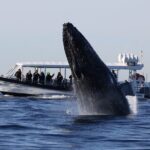 Whale Watching on Speed Boat with canopy from Sydney Harbour - The Value of This Whale Watching Tour
