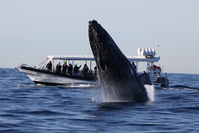 Whale Watching on Speed Boat with canopy from Sydney Harbour - The Value of This Whale Watching Tour