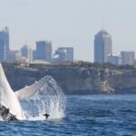 Whales of Sydney Sea Safari - Why This Tour Works Best for You
