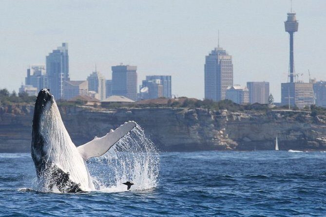 Whales of Sydney Sea Safari - Why This Tour Works Best for You