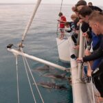 Wild Dolphin Watch in Glenelg - The Experience’s Practicalities