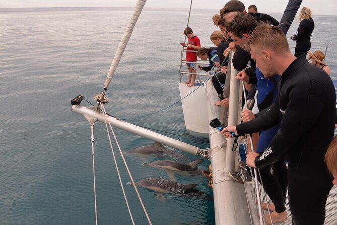 Wild Dolphin Watch in Glenelg - The Experience’s Practicalities