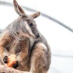 WILD LIFE Sydney Zoo - Wildlife Encounters That Matter