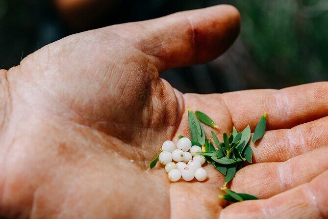 Wild Yarnbala - Foraging for Bush Tucker