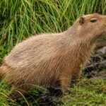 Willowbank Wildlife Reserve Day Entry Ticket - Who Will Love Willowbank?