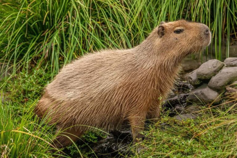 Willowbank Wildlife Reserve Day Entry Ticket - Who Will Love Willowbank?