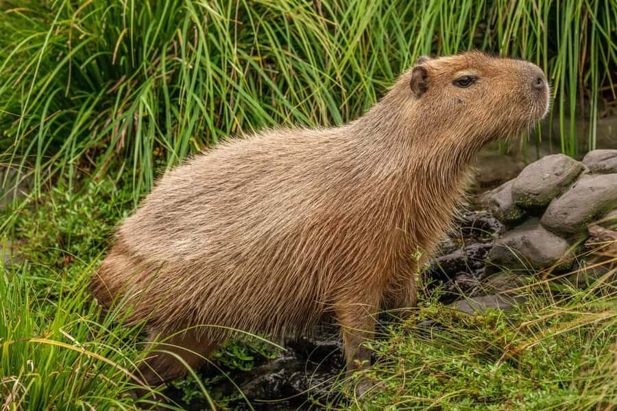 Willowbank Wildlife Reserve Day Entry Ticket - Who Will Love Willowbank?