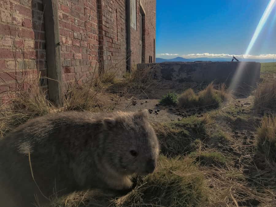 Wineglass Bay and Maria Island Scenic Flight Experience - What to Expect During the Flight