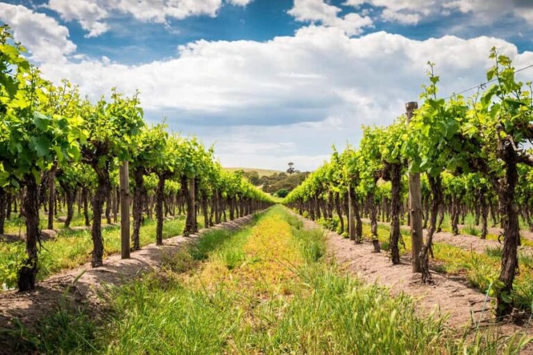 Wines and Whispers: A Barossa Valley Wine Tour from Adelaide - What Makes This Tour Stand Out?