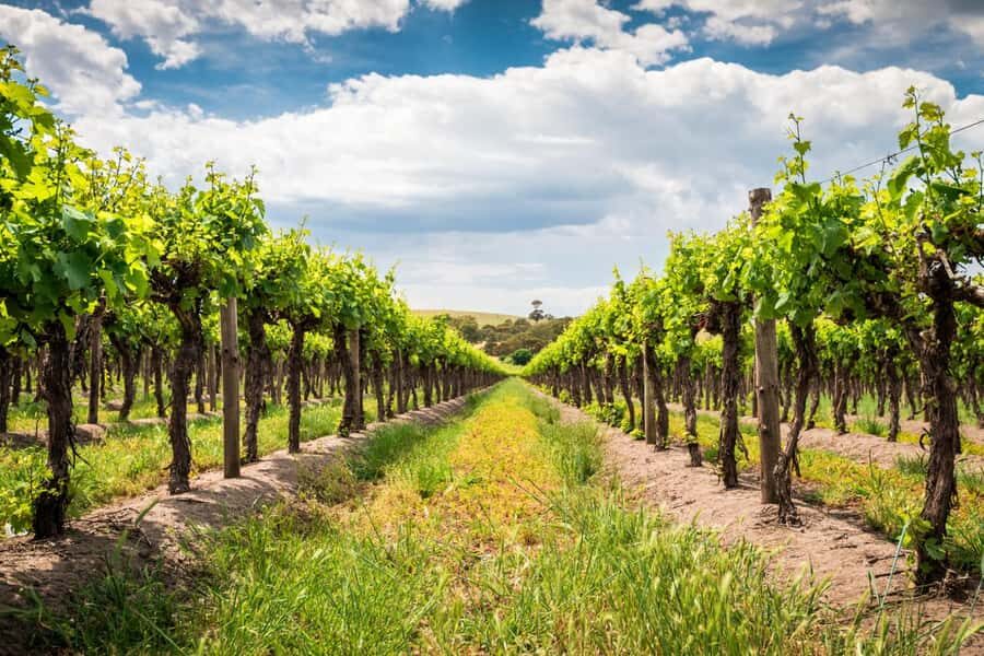 Wines and Whispers: A Barossa Valley Wine Tour from Adelaide - What Makes This Tour Stand Out?