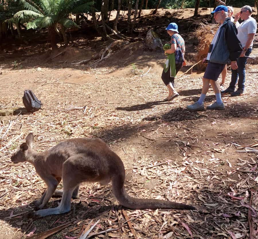 Wings Wildlife Park Burnie Shore Excursion - The Practical Side: Booking, Transport, and Accessibility