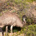 Wings & Wilds of Canberra Tidbinbilla Half-Day Private Tour - The Tidbinbilla Nature Reserve Experience