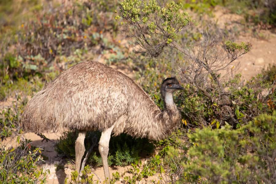 Wings & Wilds of Canberra Tidbinbilla Half-Day Private Tour - The Tidbinbilla Nature Reserve Experience
